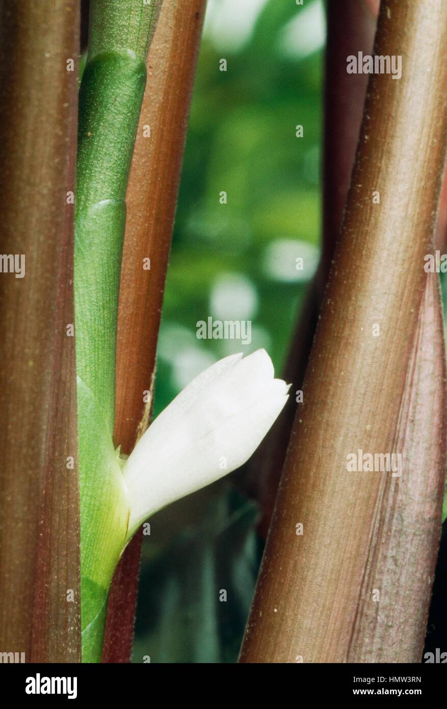 Silver variegated Calathea (Calathea picturata Argentea), Marantaceae ...