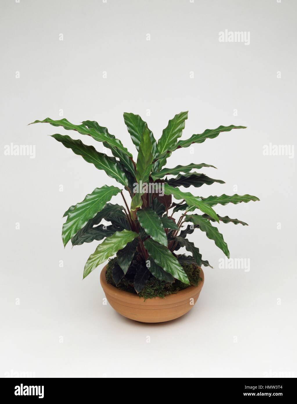 Calathea (Calathea Rufibarba Wavestar), Marantaceae Stock Photo - Alamy