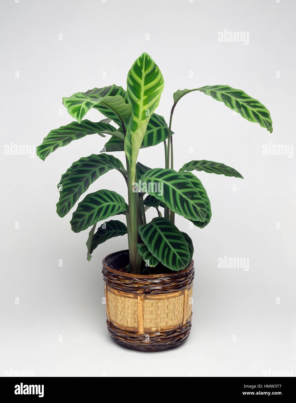 Zebra plant (Calathea zebrina), Marantaceae Stock Photo - Alamy