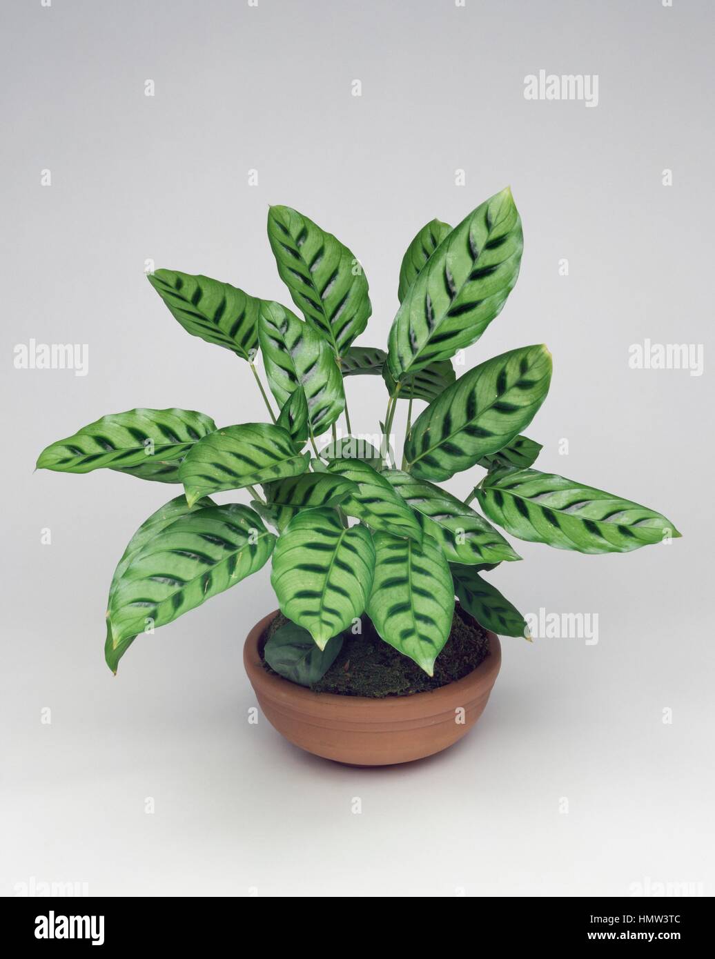 Calathea (Calathea leopardina), Marantaceae Stock Photo - Alamy