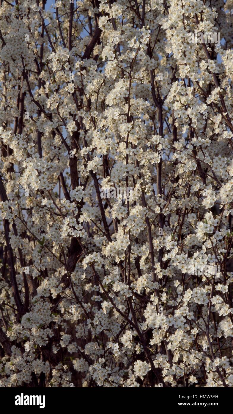 Flowering Spring Cherry tree (Prunus subhirtella), Rosaceae Stock Photo ...
