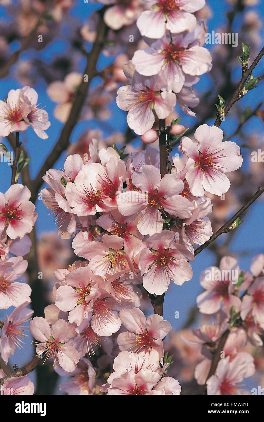Botany - Trees - Rosaceae. Peach (Prunus persica). Flowers Stock Photo ...