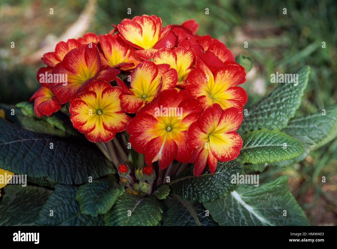 Primorose (Primula sp), Primulaceae Stock Photo - Alamy