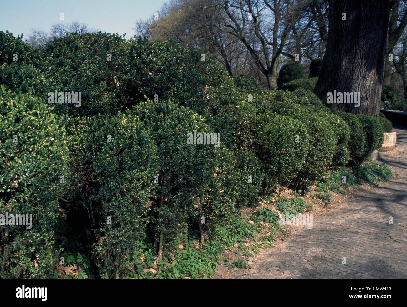 Buxus sempervirens in garden hi-res stock photography and images - Alamy