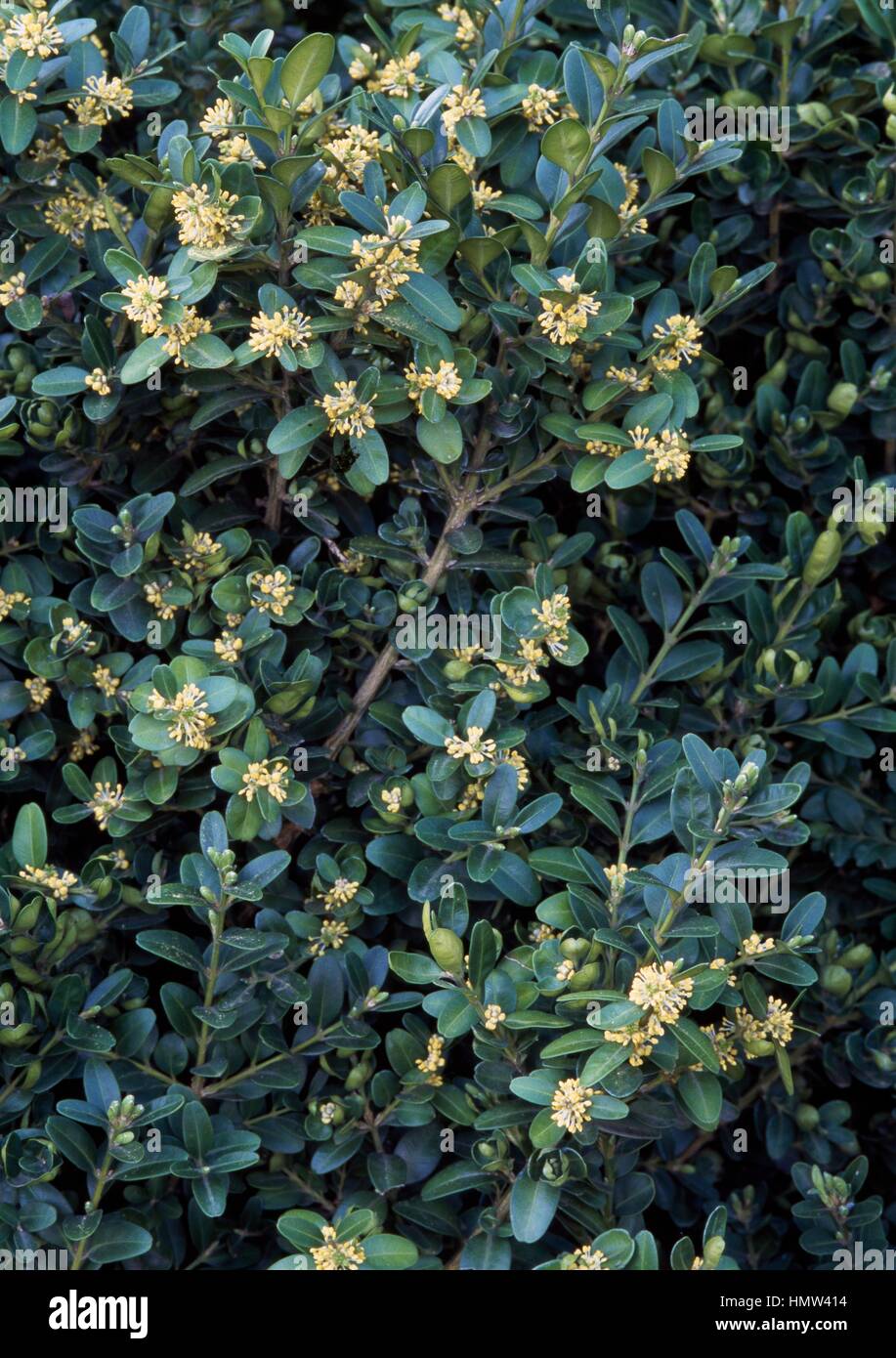 Buxus sempervirens box flower hi-res stock photography and images - Alamy