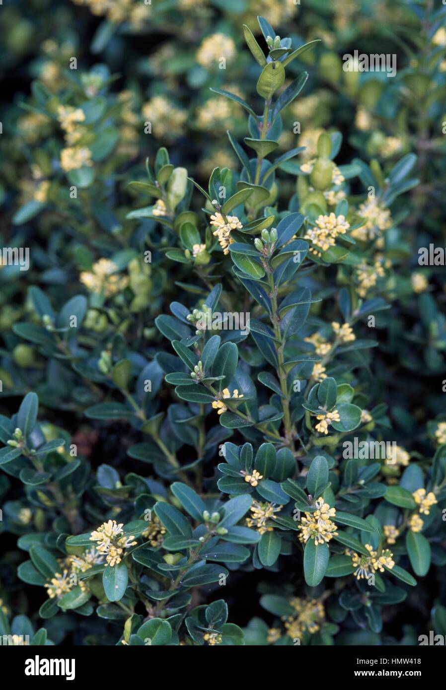 European Box (Buxus sempervirens), Buxaceae Stock Photo - Alamy