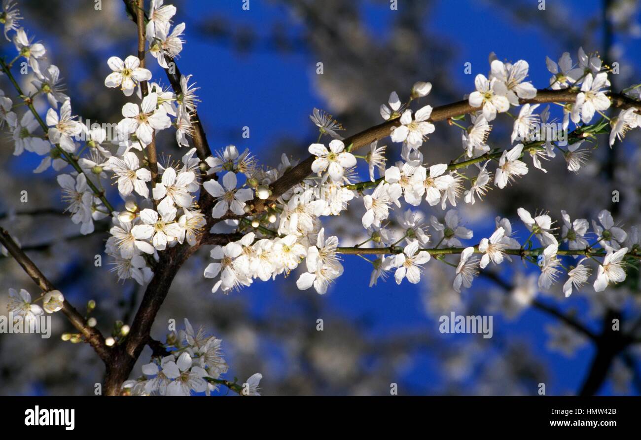Flowering Spring Cherry branch (Prunus subhirtella), Rosaceae Stock ...