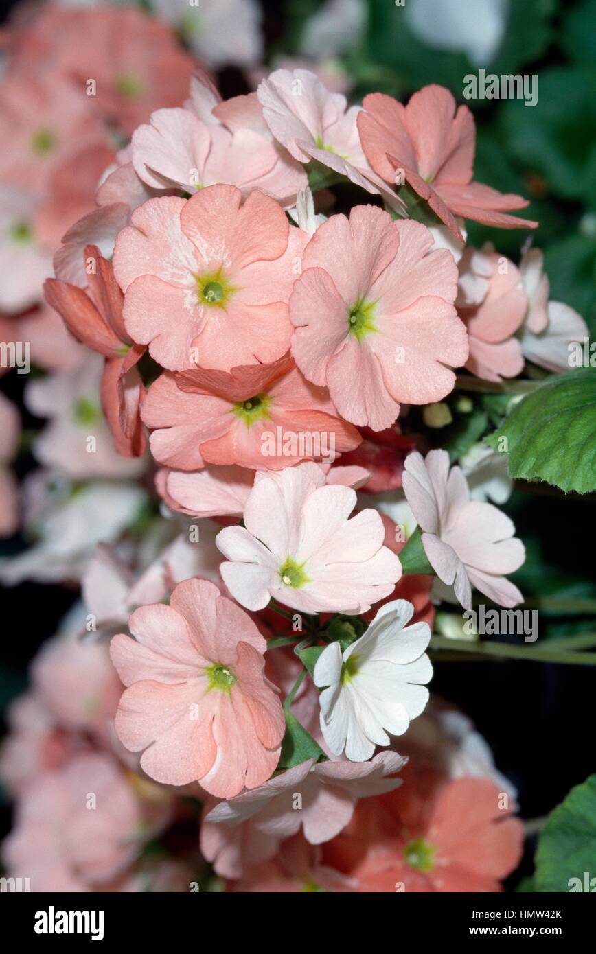 Poison primrose (Primula obconica), Primulaceae Stock Photo - Alamy