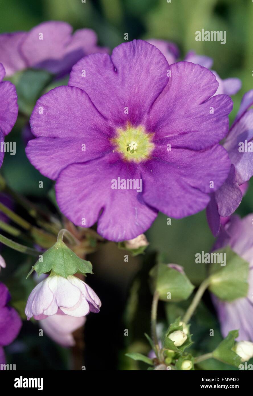 Purple primula obconica hi-res stock photography and images - Alamy