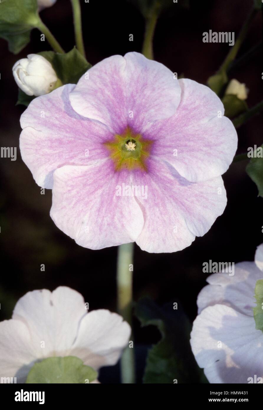 Purple primula obconica hi-res stock photography and images - Alamy