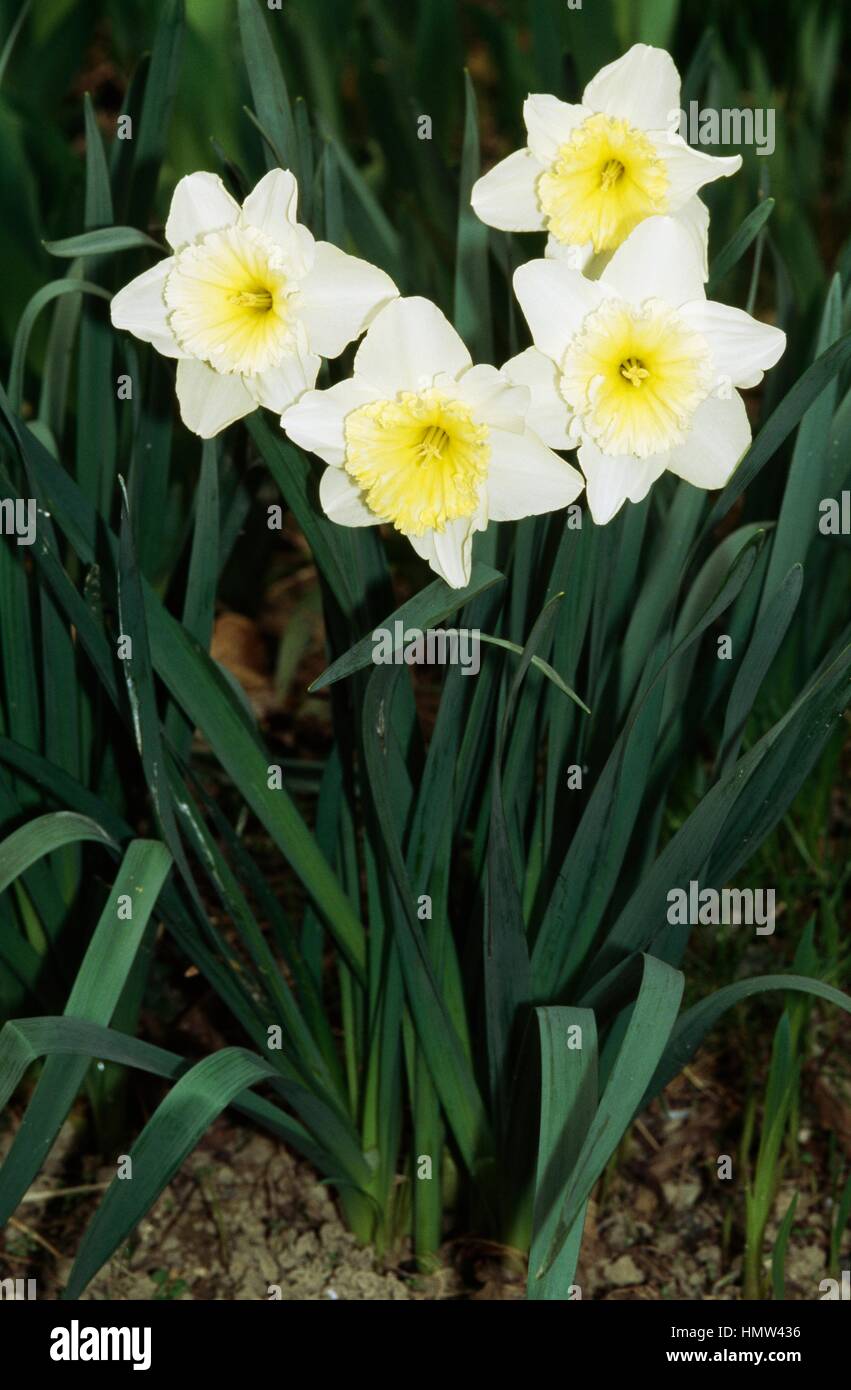 Wild daffodil or lent lily (Narcissus pseudonarcissus), Amaryllidaceae ...