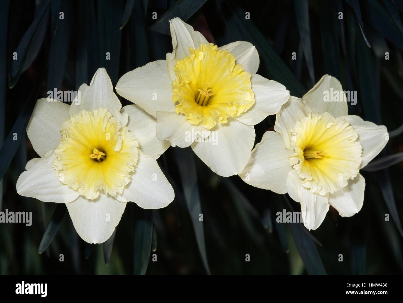 Wild daffodil or lent lily (Narcissus pseudonarcissus), Amaryllidaceae ...