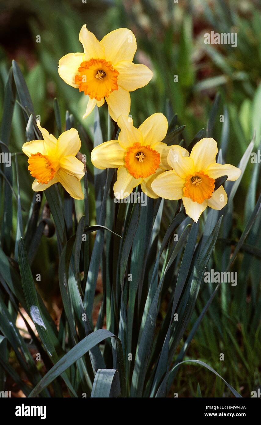 Wild daffodil or lent lily (Narcissus pseudonarcissus), Amaryllidaceae ...