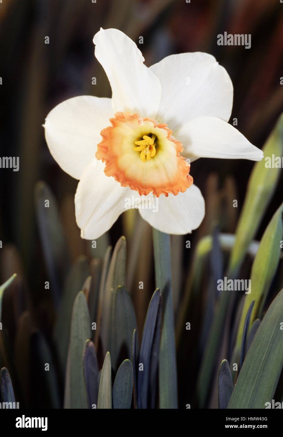 Wild daffodil or lent lily (Narcissus pseudonarcissus), Amaryllidaceae ...