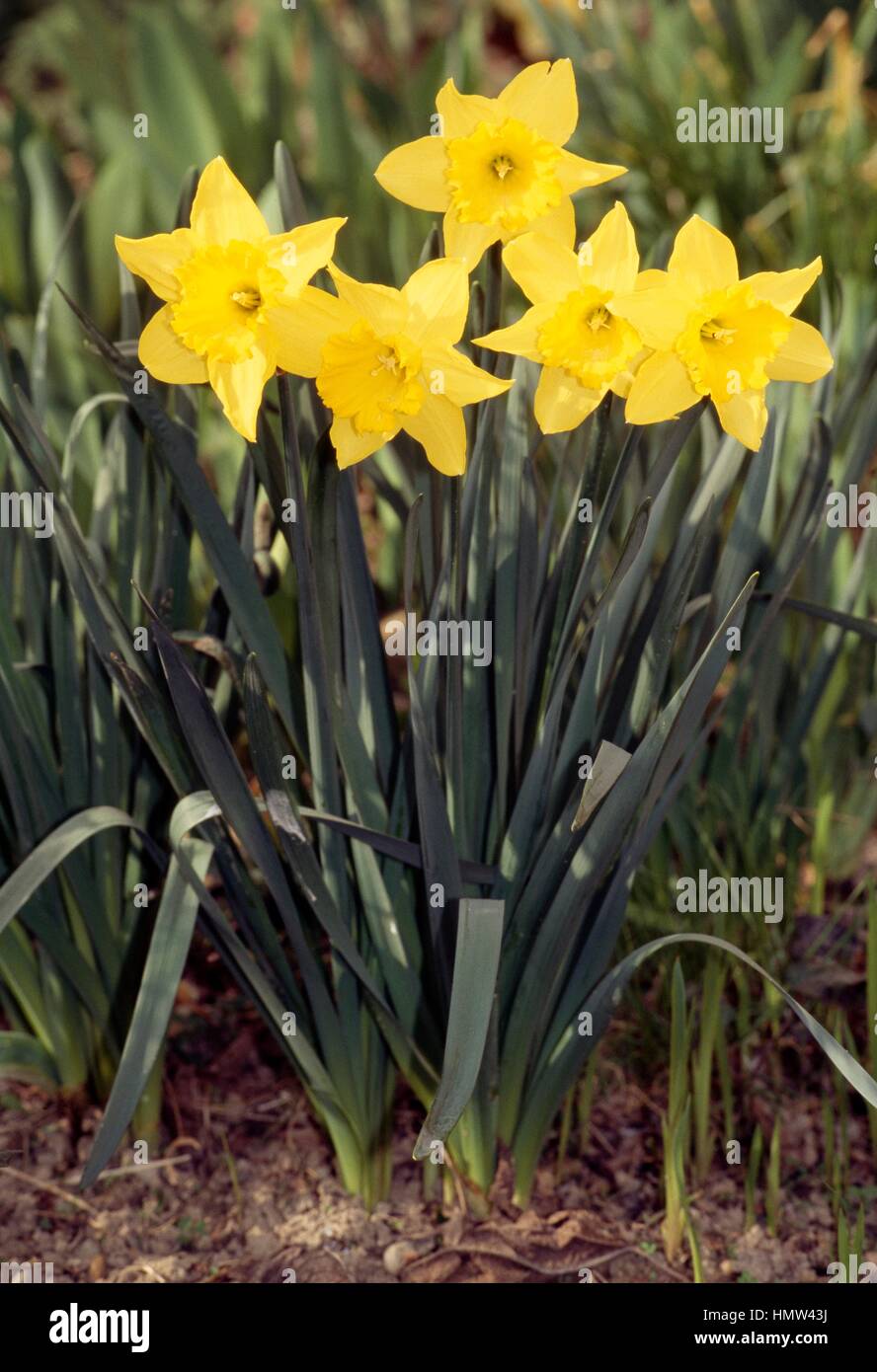 Wild daffodil or lent lily (Narcissus pseudonarcissus), Amaryllidaceae ...