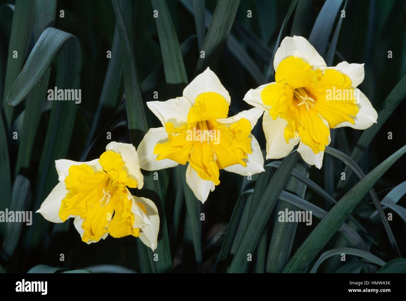 Wild daffodil or lent lily (Narcissus pseudonarcissus), Amaryllidaceae ...