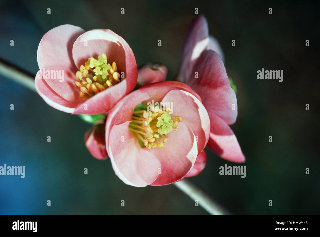 Close up flowering quince hi-res stock photography and images - Alamy
