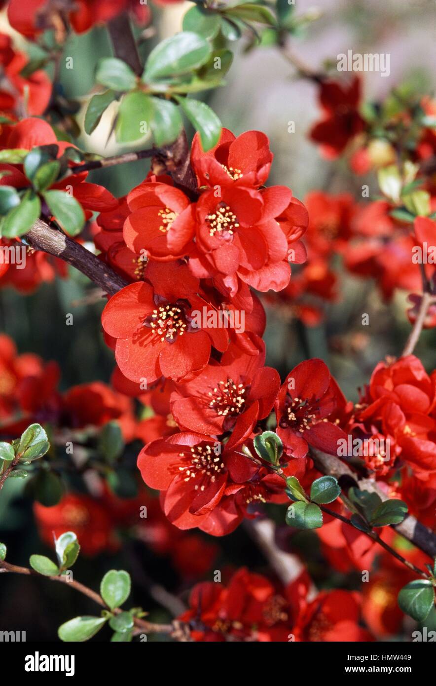 Flowering quince red, Japanese quince white or mugua white (Chaenomeles ...