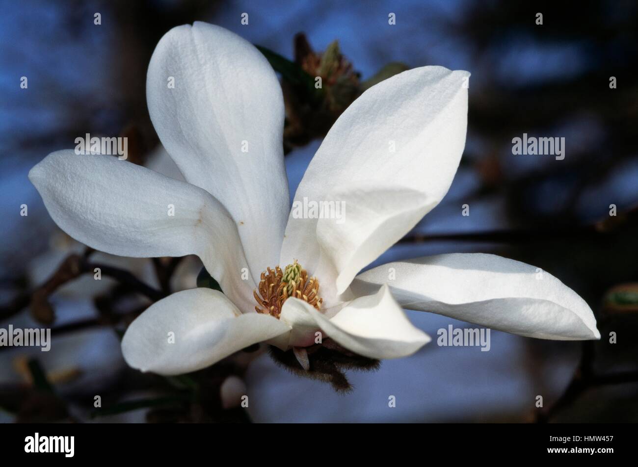 Lilytree (Magnolia denudata, Yulania denudata), Magnoliaceae Stock ...