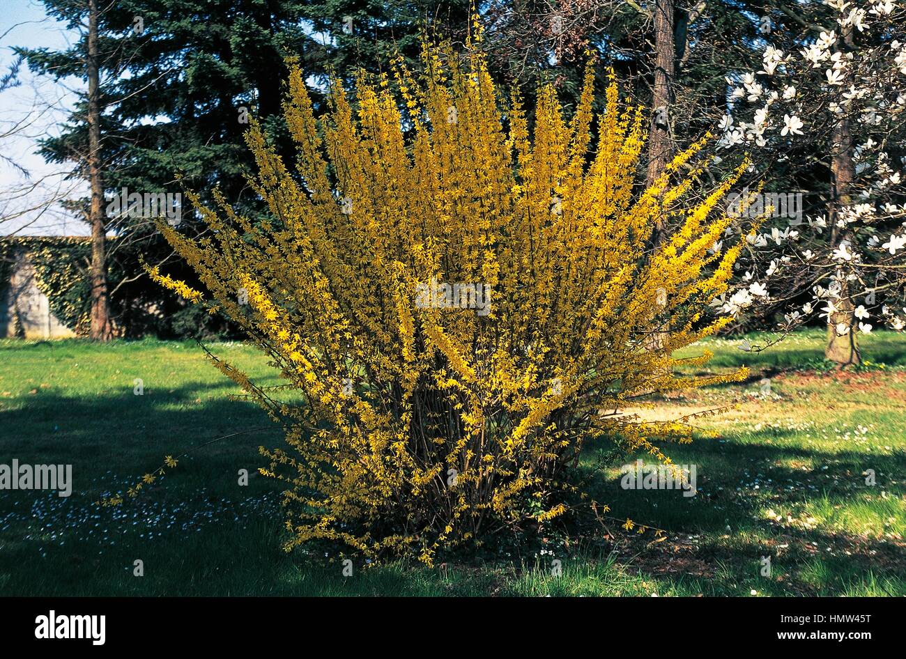 Border forsythia (Forsythia x intermedia), Oleaceae Stock Photo - Alamy