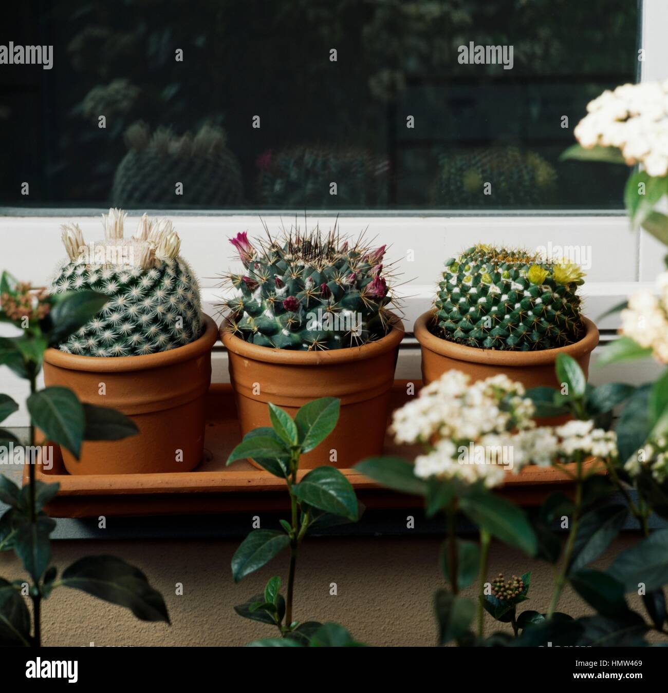 Oroya hi-res stock photography and images - Alamy