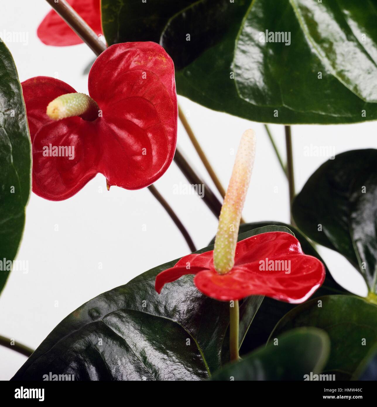 Anthurium or Flamingo Flower (Anthurium andraeanum), Araceae Stock ...