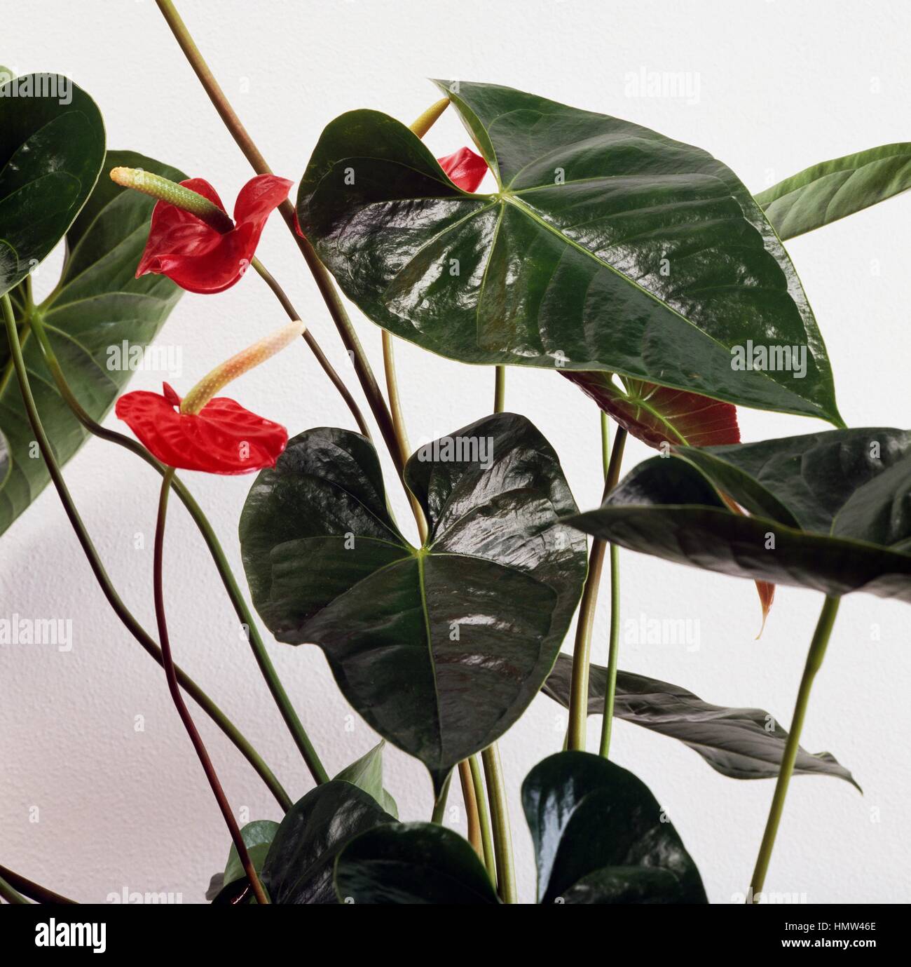 Anthurium or Flamingo Flower (Anthurium andraeanum), Araceae Stock ...