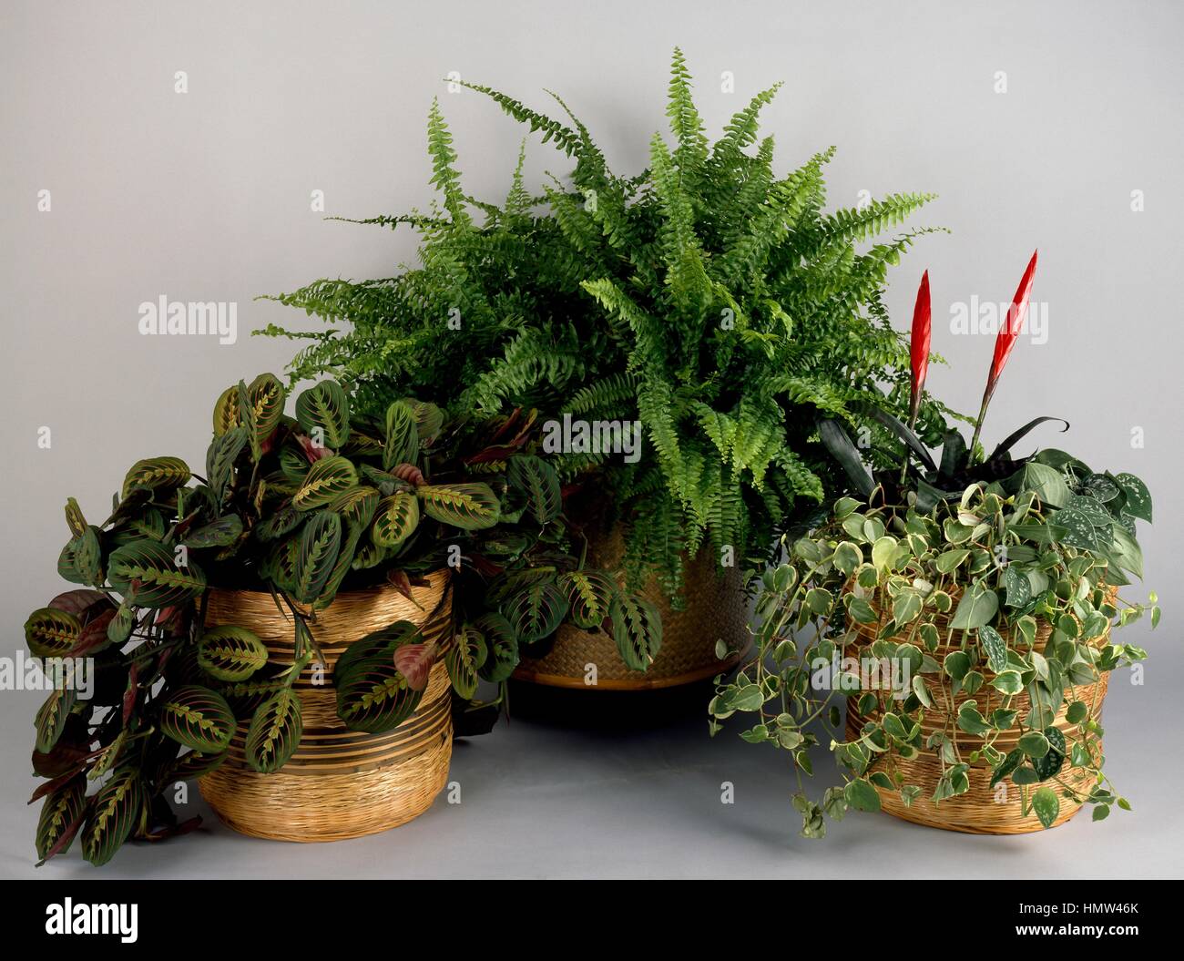 Nephrolepis nephrolepis sp hi-res stock photography and images - Alamy