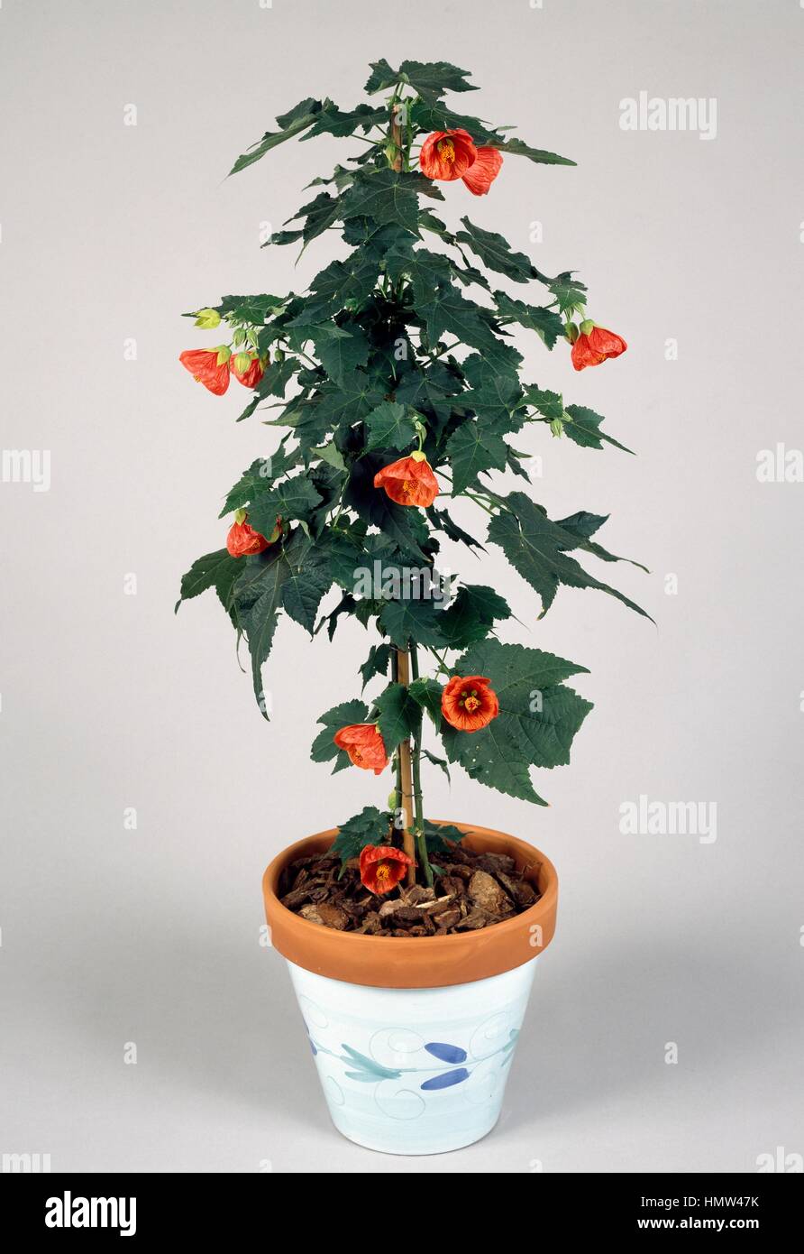 Abutilon hybridum hi-res stock photography and images - Alamy