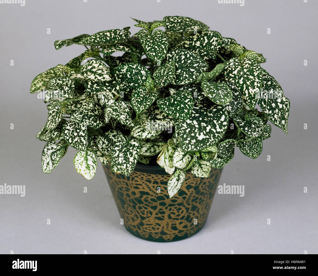 Acanthacea hi-res stock photography and images - Alamy