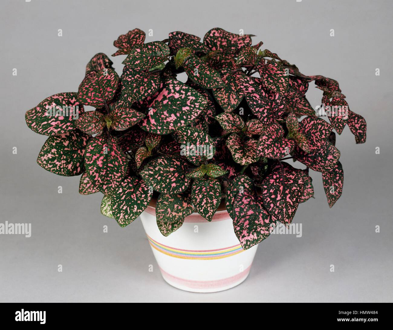 Polka dot plant (Hypoestes sanguinolenta, Hypoestes phyllostachia o ...