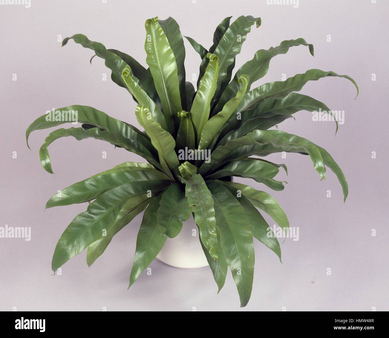 Bird's-nest ferns (Asplenium antiquum), Aspleniaceae Stock Photo - Alamy