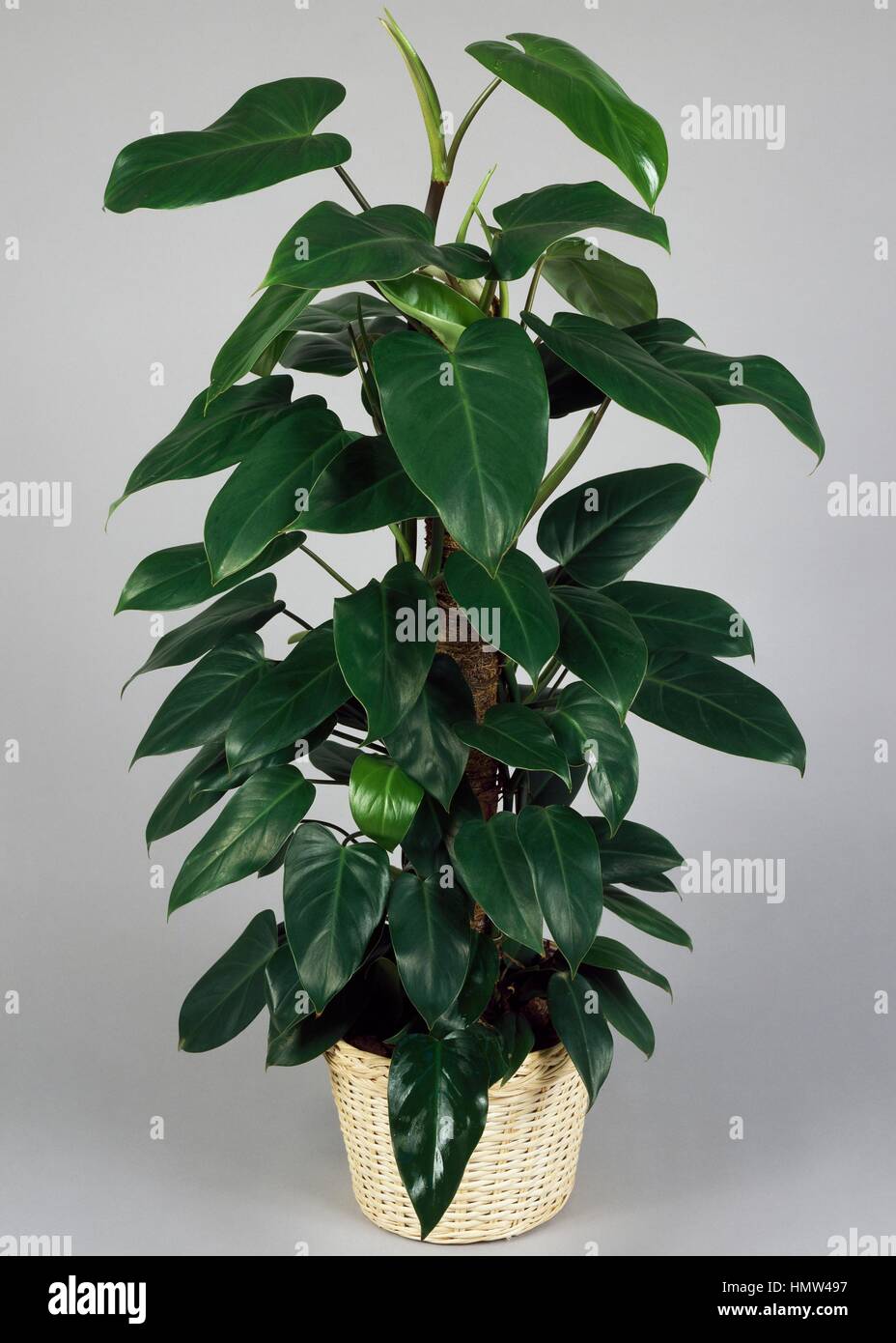 Philodendron Philodendron Emerald Red High Resolution Stock Photography ...