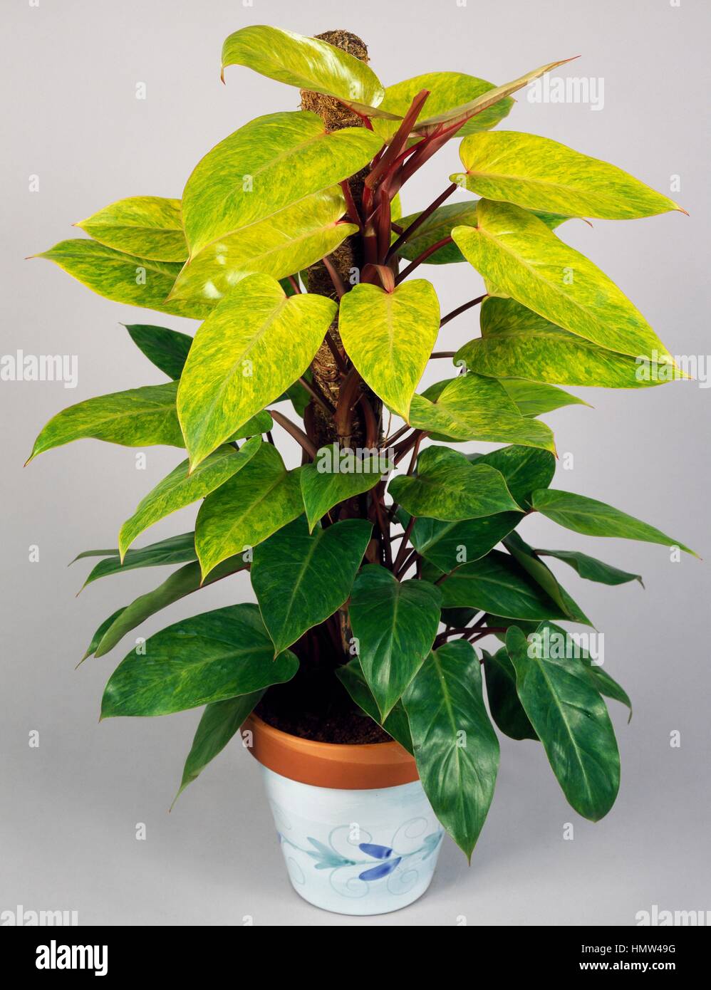 Philodendron Imperial Gold