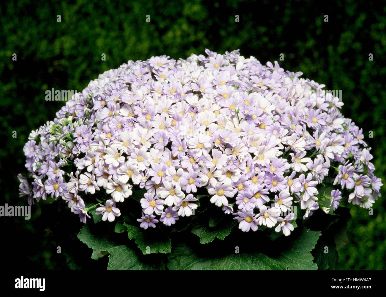 Cineraria (Senecio cruentus, Pericallis cruenta or Pericallis x hybrida ...