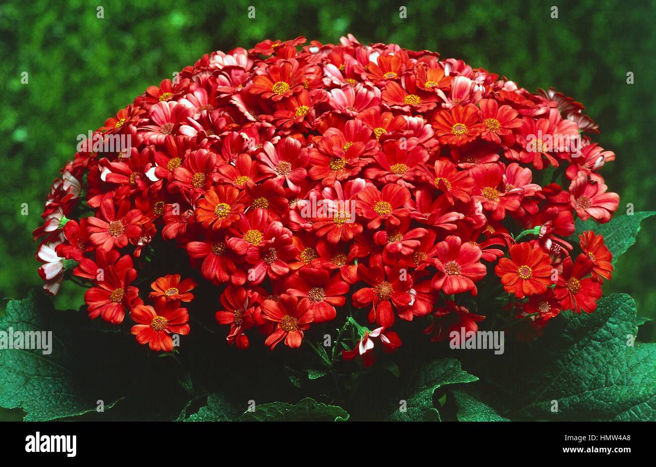 Cineraria (Senecio cruentus, Pericallis cruenta or Pericallis x hybrida ...