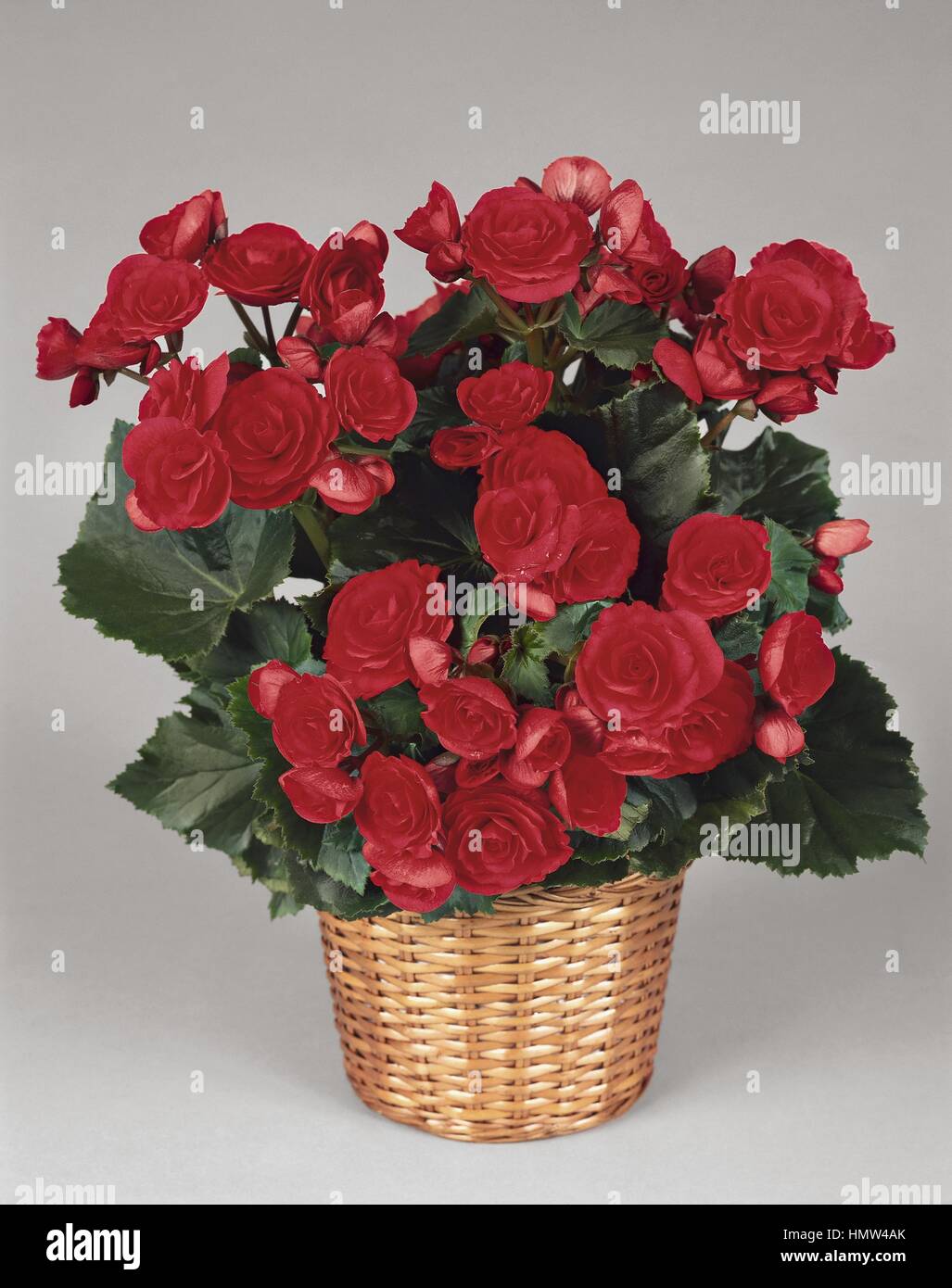 Houseplants - Begoniaceae. Tuberous begonia (Begonia tuberhybrida ...