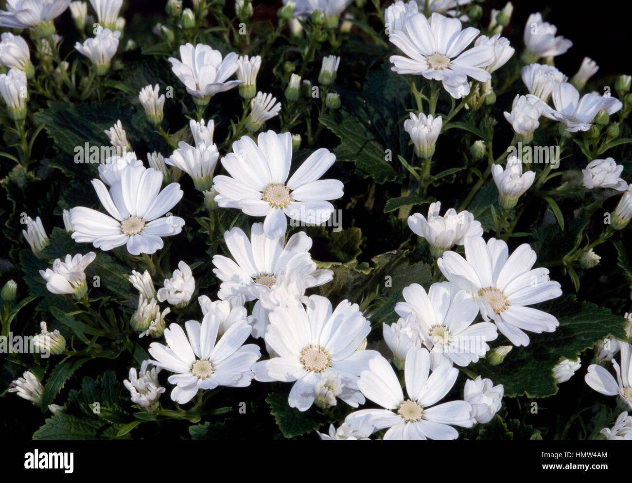 Cineraria (Senecio cruentus, Pericallis cruenta or Pericallis x hybrida ...
