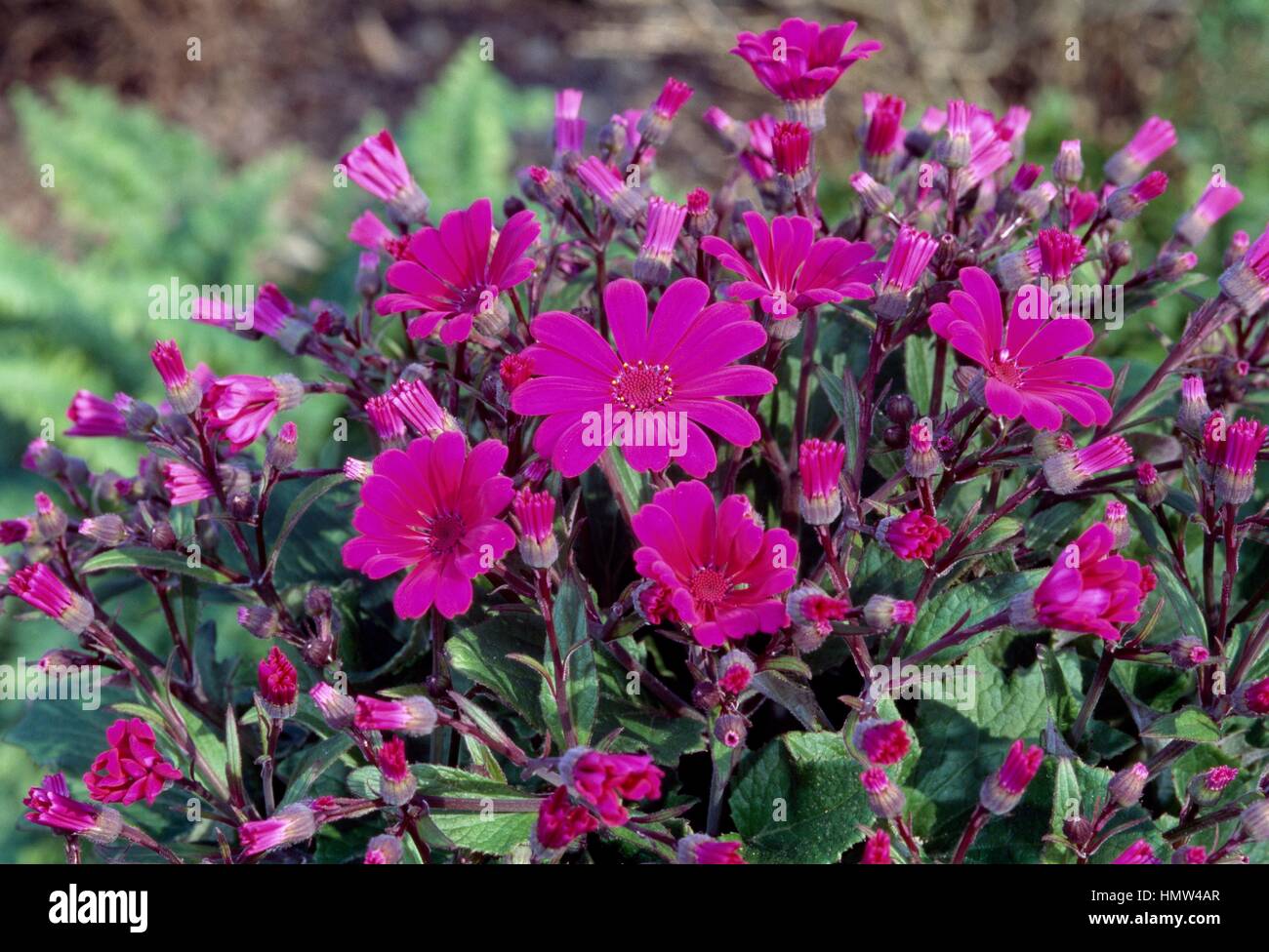 Cineraria (Senecio cruentus, Pericallis cruenta or Pericallis x hybrida ...