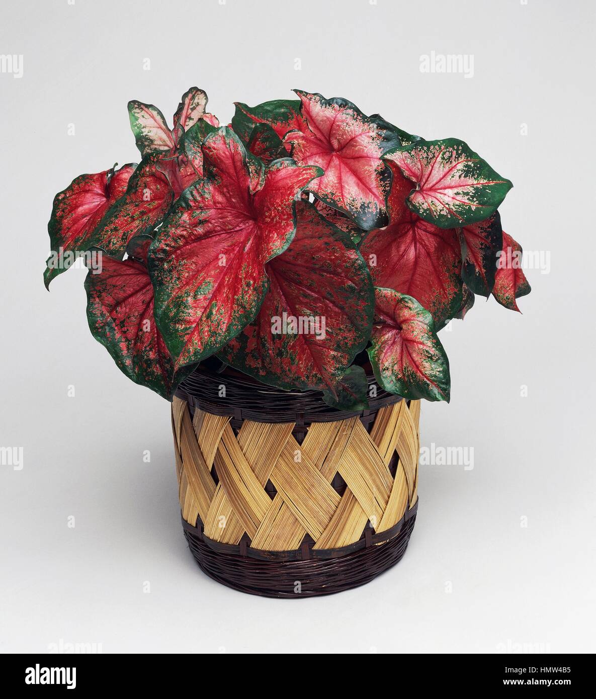 Heart of Jesus or Elephant's ear (Caladium bicolor John Peed), Araceae ...