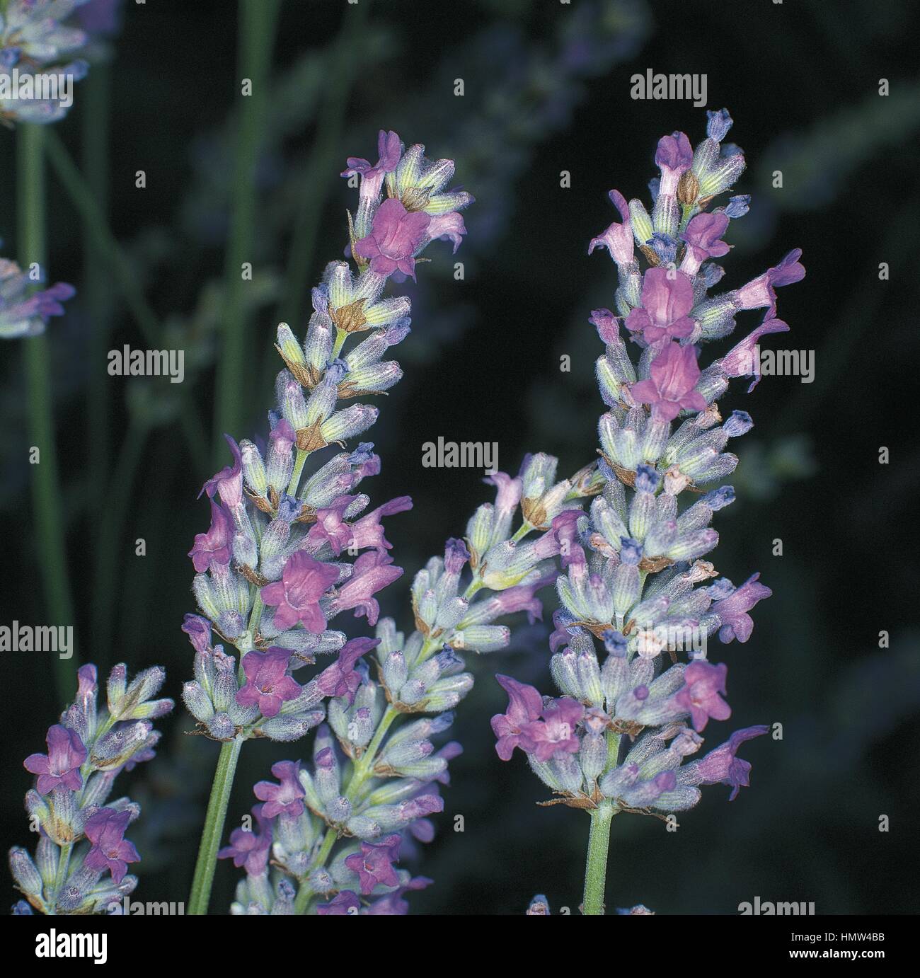 Botany - Lamiaceae. English lavender (Lavandula angustifolia Stock ...