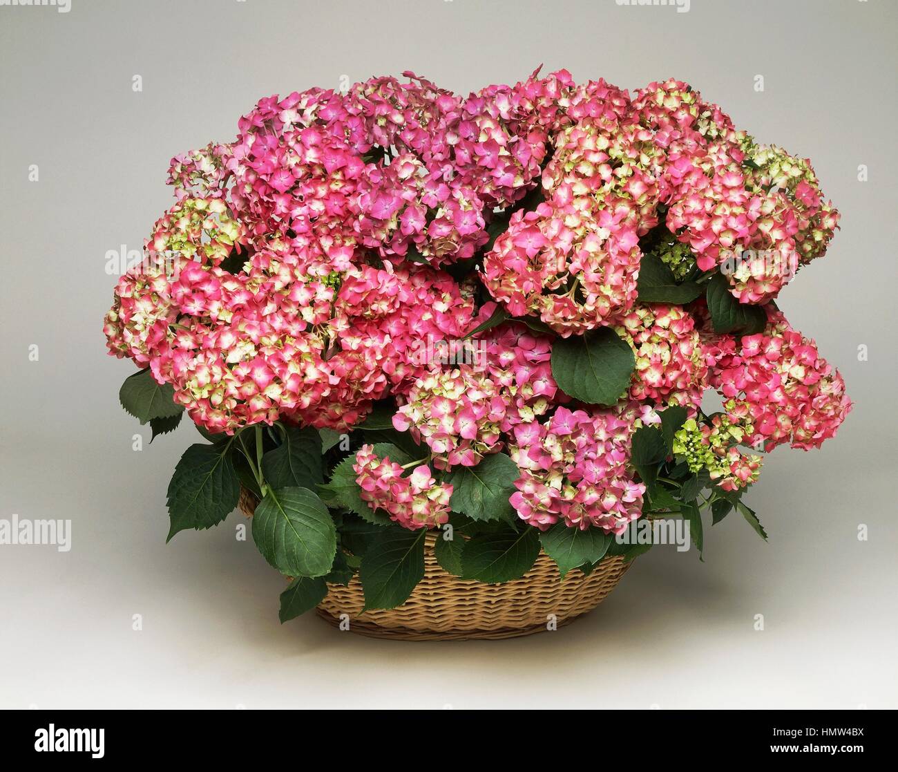 Hydrangea, French Hydrangea or Christmas flower (Hydrangea macrophylla ...