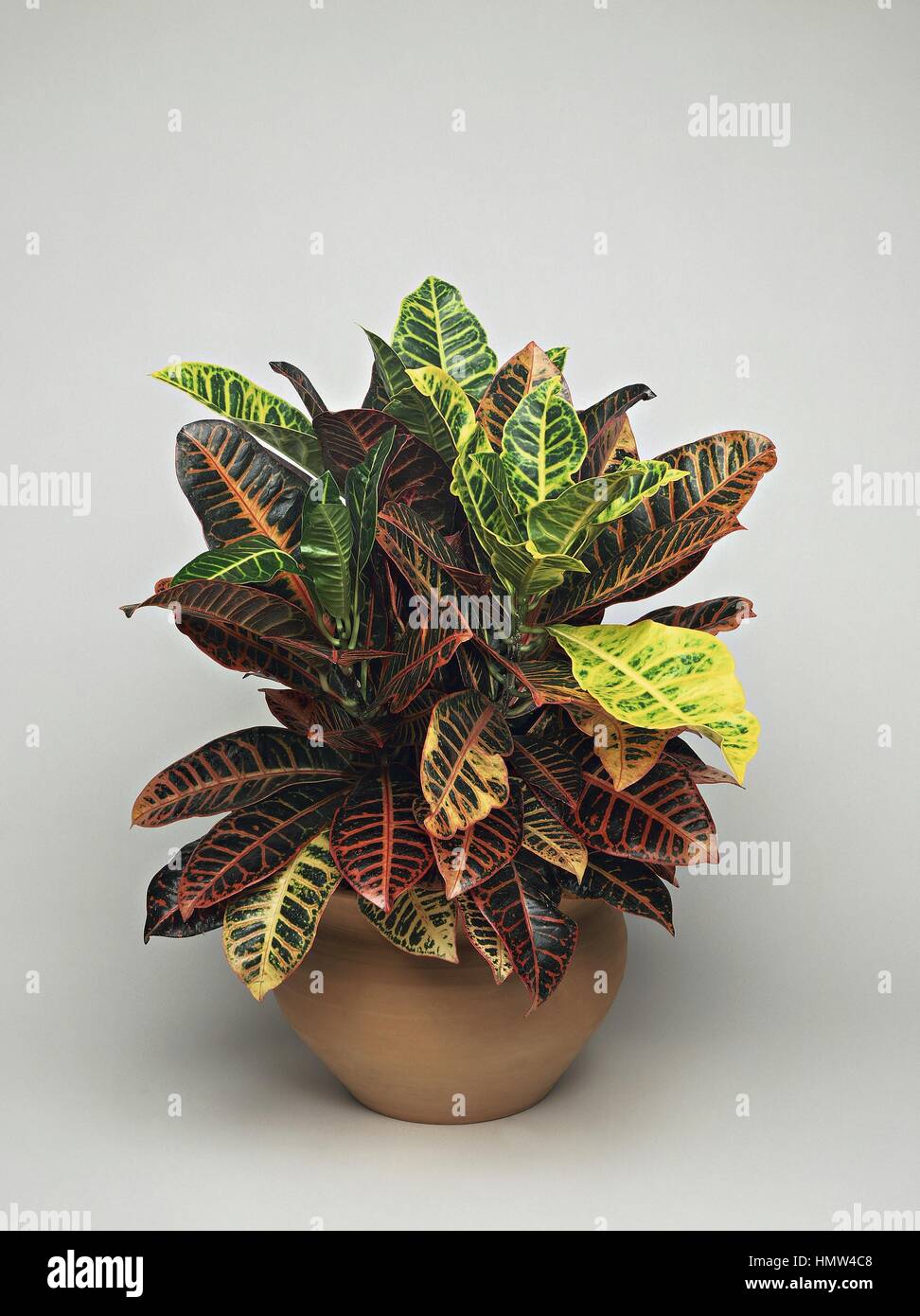 Houseplants - Euphorbiaceae. Croton (Codiaeum variegatum 'Norma' Stock ...
