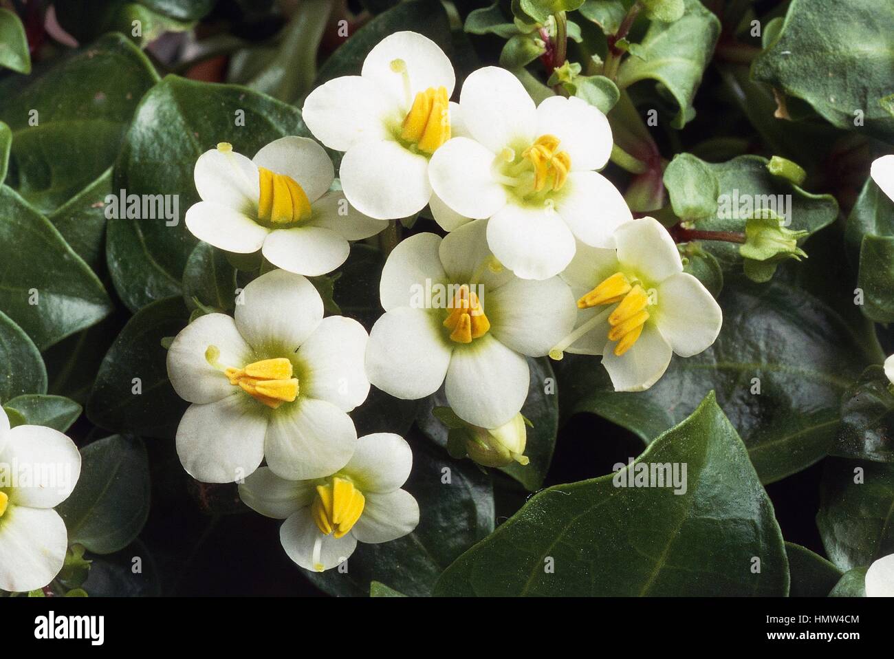Persian violet exacum affine hi-res stock photography and images - Alamy