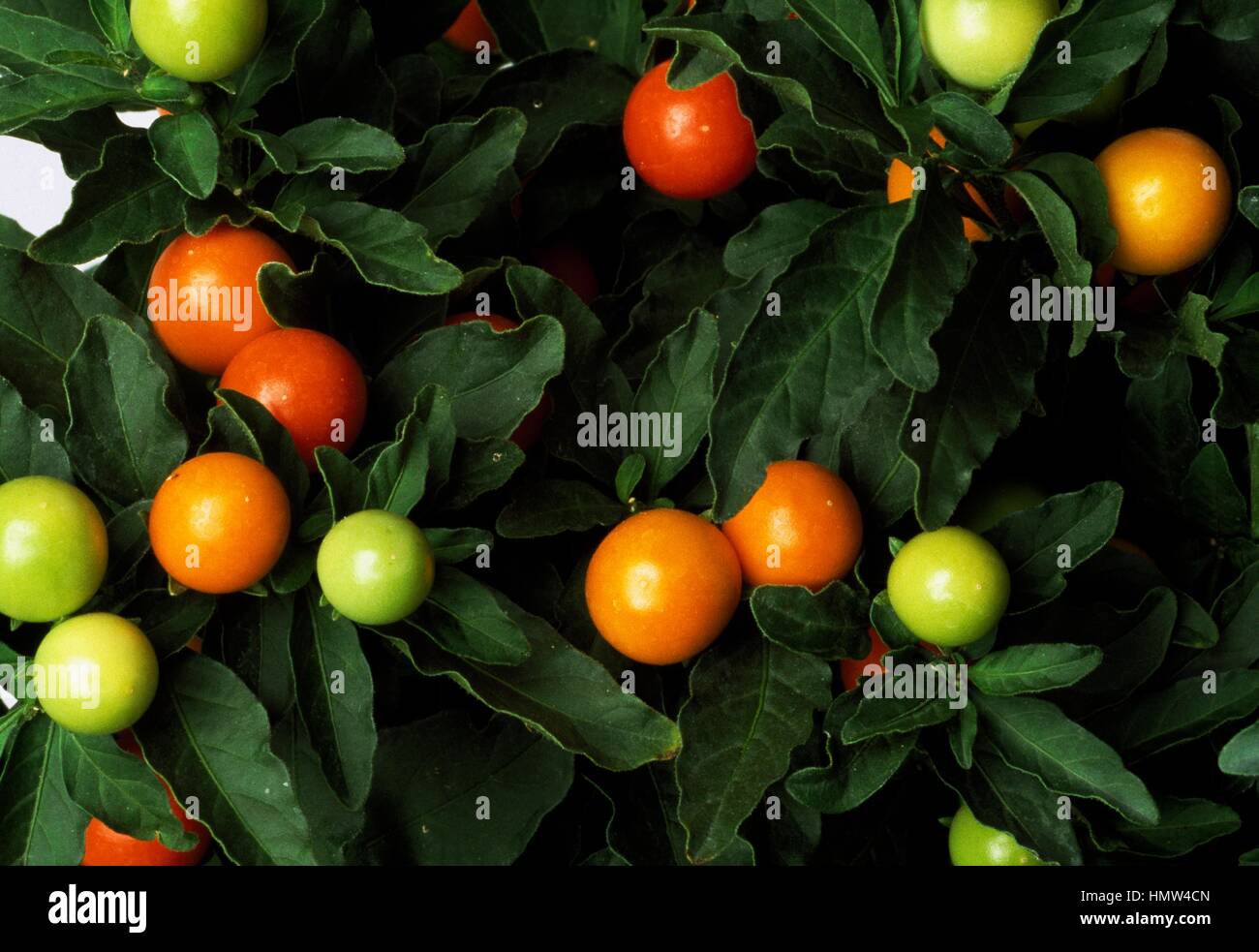 Jerusalem cherry berry hi-res stock photography and images - Alamy