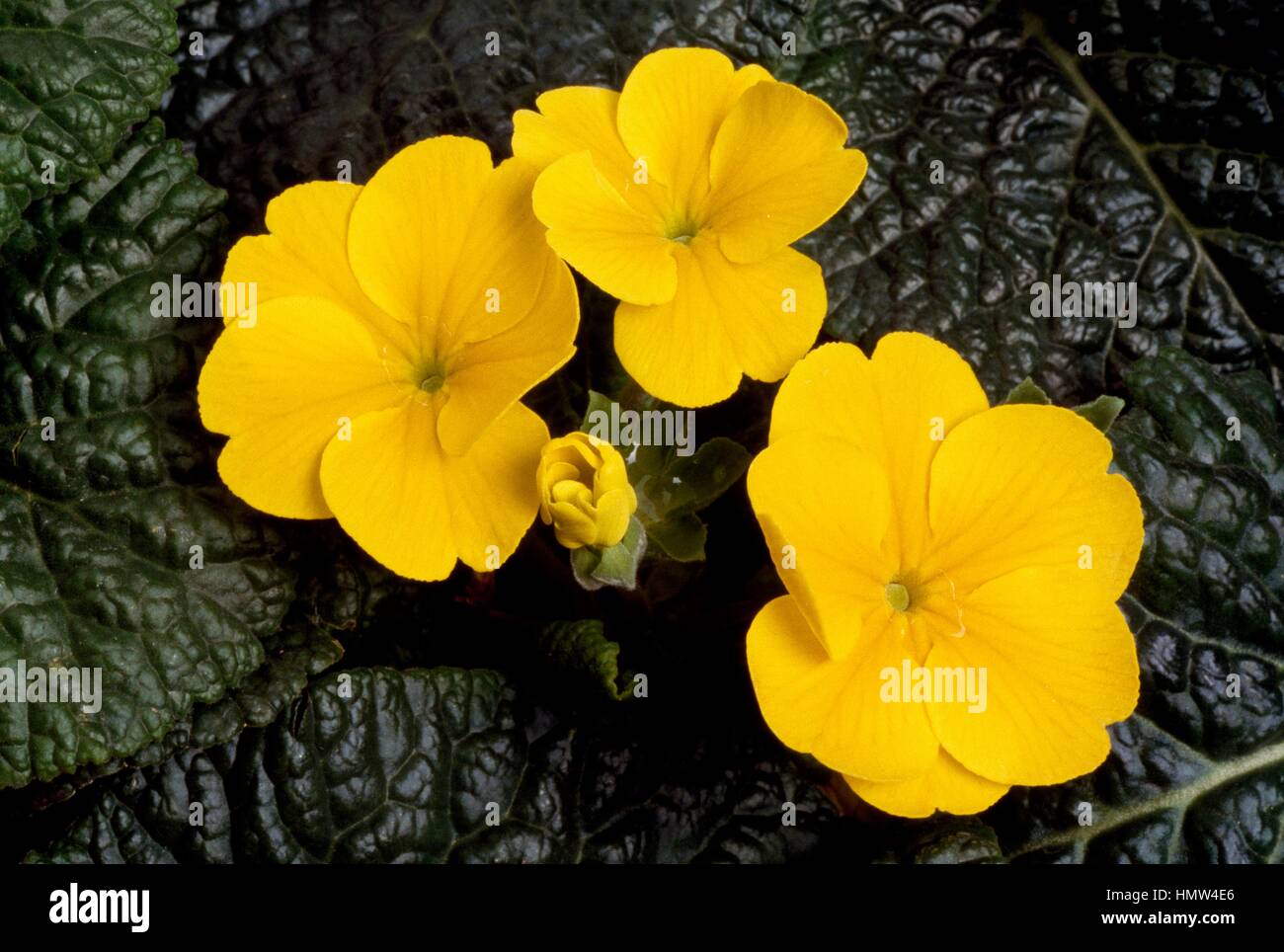 Cowslip, common cowslip (Primula veris), Primulaceae Stock Photo - Alamy