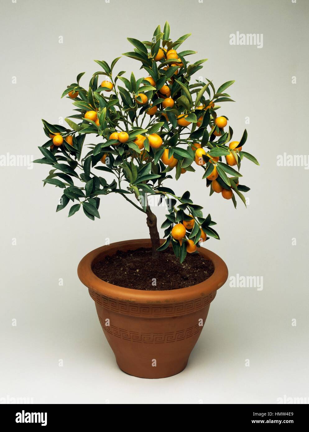 Kumquats or cumquats (Fortunella sp), Rutaceae Stock Photo - Alamy
