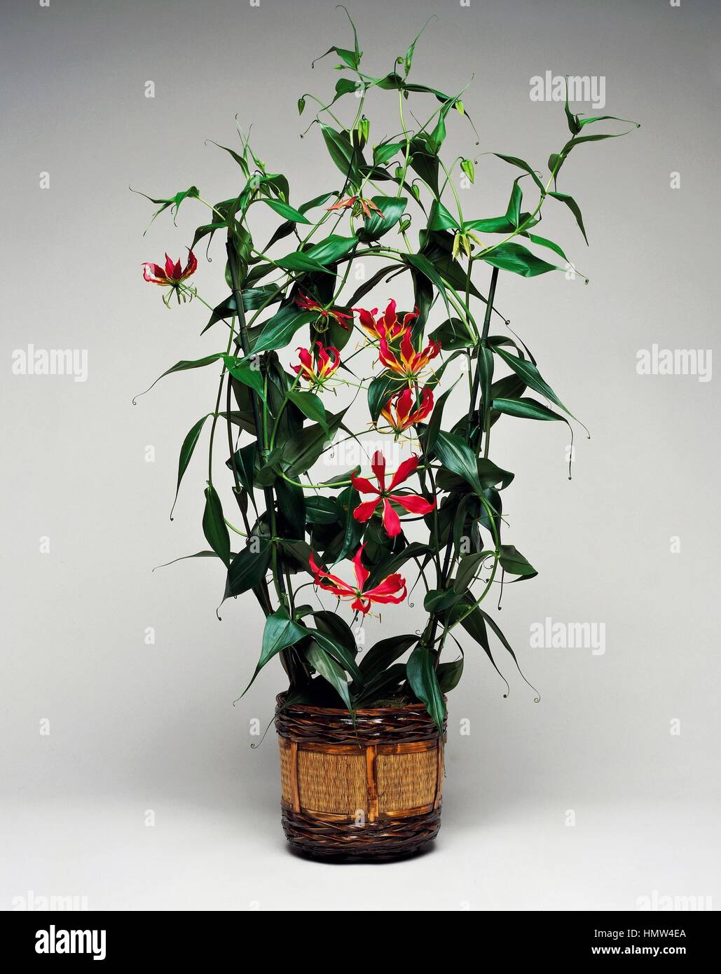 Flame-lily, Glory lily or Climbing lily (Gloriosa rothschildiana or ...