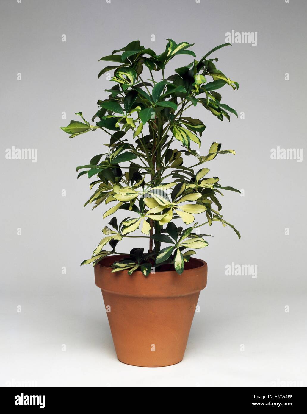 Dwarf schefflera or dwarf umbrella tree (Schefflera arboricola Trinette ...