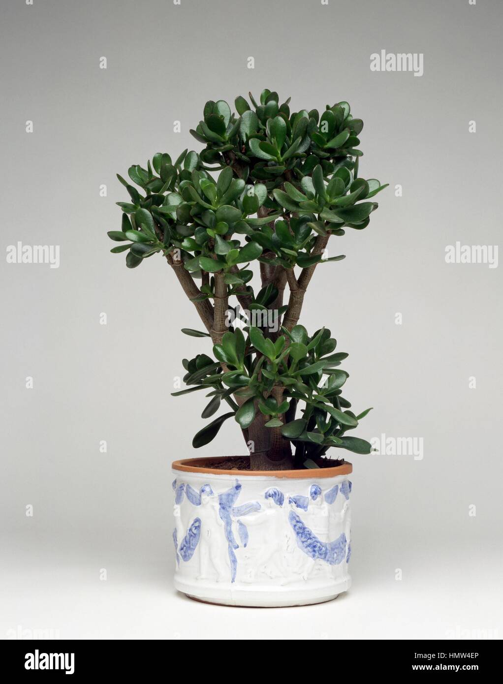 Jade plant, friendship tree (Crassula ovata), Crassulaceae Stock Photo ...